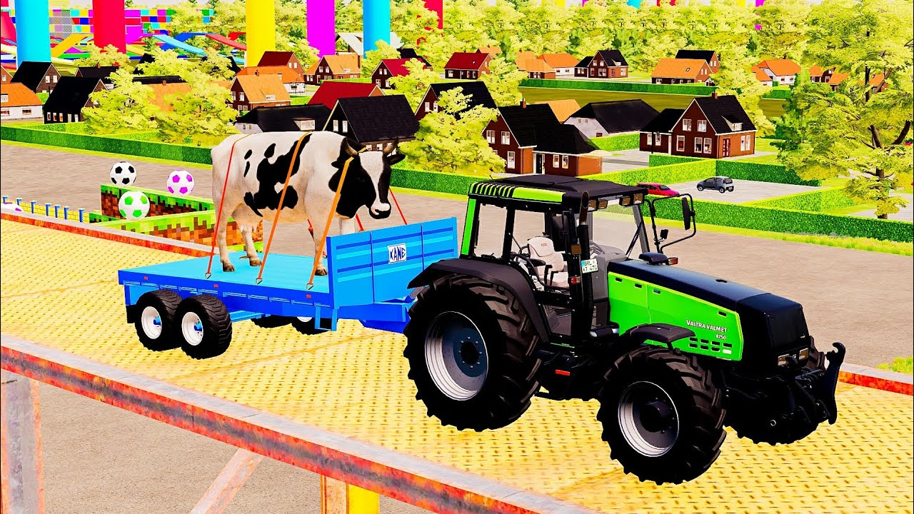 TRANSPORTING FARM ANIMAL. TRANSPORTING COW WITH BIG TRAKTOR ...