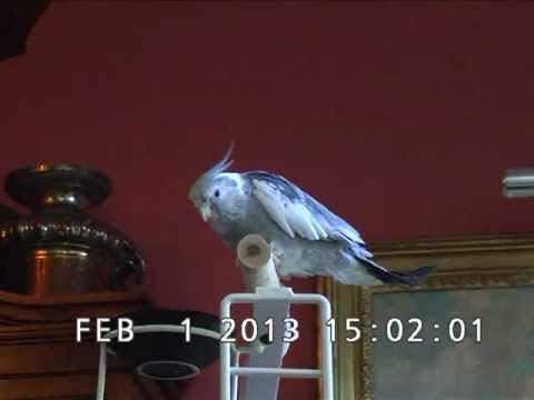 Oreo the 6 month old Cockatiel whistling Pop Goes the Weasel - YouTube