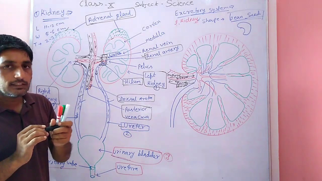 Grade 10 Science English Medium Short Notes