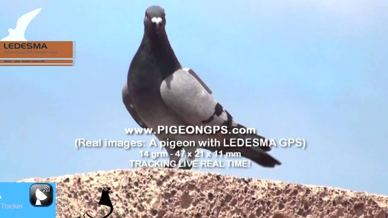 www.PIGEONGPS.com Test over Pigeons real flight - YouTube
