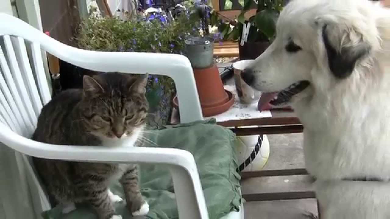 Great pyrenees Gaya meet cat :D - YouTube