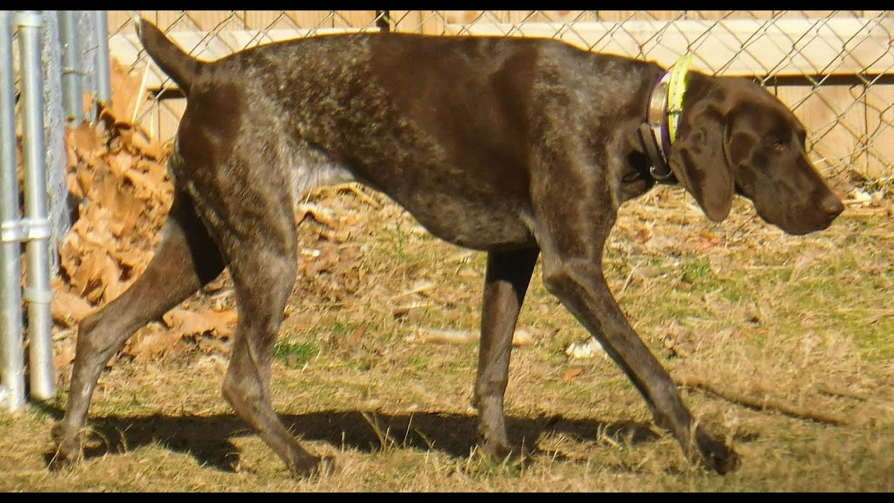 The Power Of Gsp Dogs: Amazing,This is Jolee showing her ability in ...