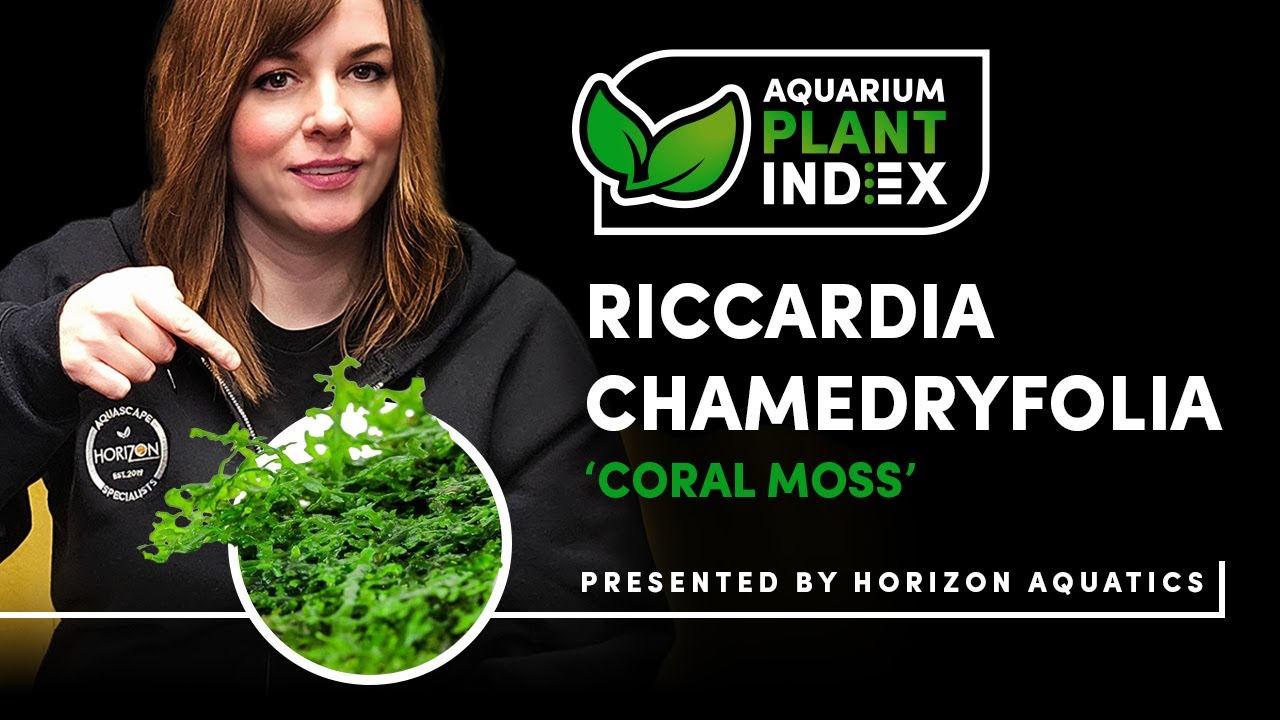 Riccardia chamedryfolia Care & Tips Stunning Moss Plant for Planted ...