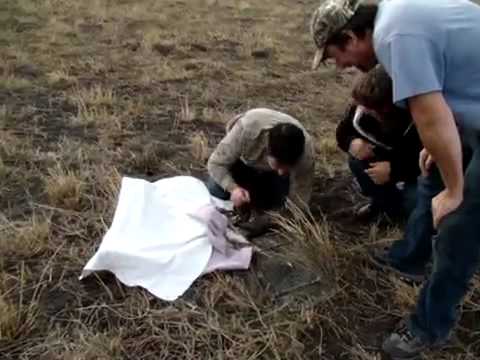Trapping Red-Tailed Hawk with Apprentice for Falconry.mp4 - YouTube