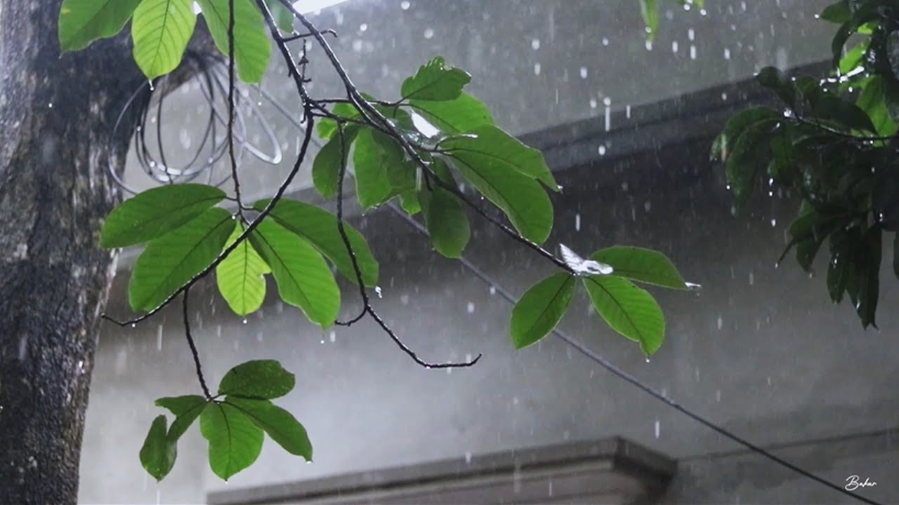 Heavy rainstorm rain sounds on green leaves | 10 hours soothing ...