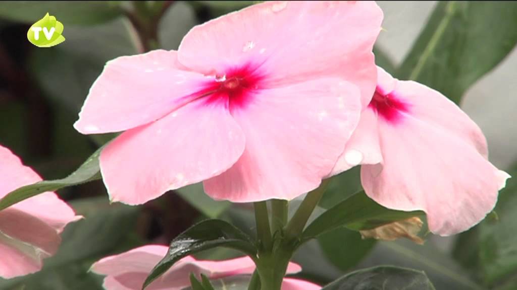 ENDANEA Vinca Tutorial. - YouTube