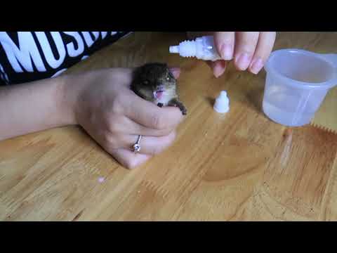 Warm milk for Aka squirrel