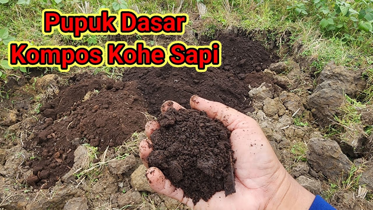 Penebaran Pupuk Dasar Persiapan Budidaya Padi Sawah Organik 2023 - YouTube