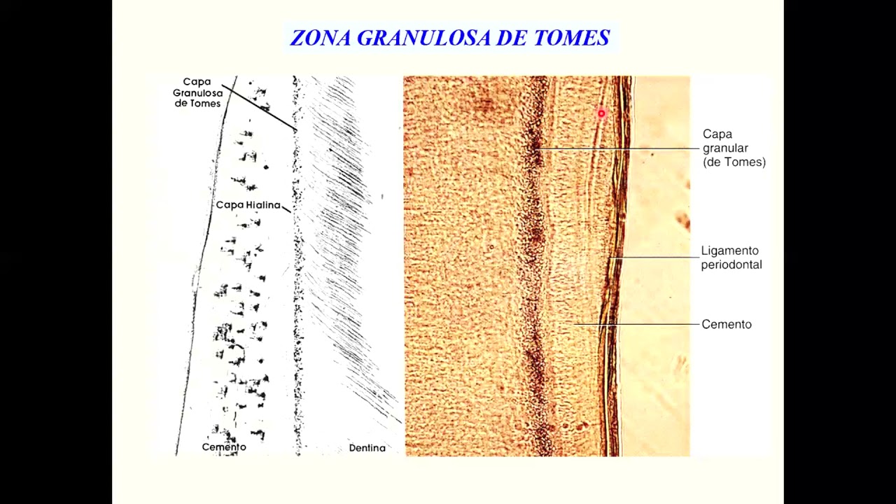 Clase Histología (Lunes 15/11/21) - YouTube