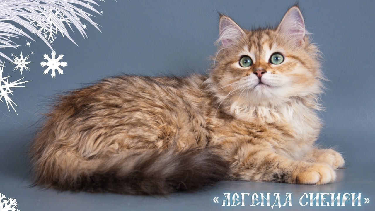 Золотая тебби черепаха (Golden tabby turtle) - YouTube