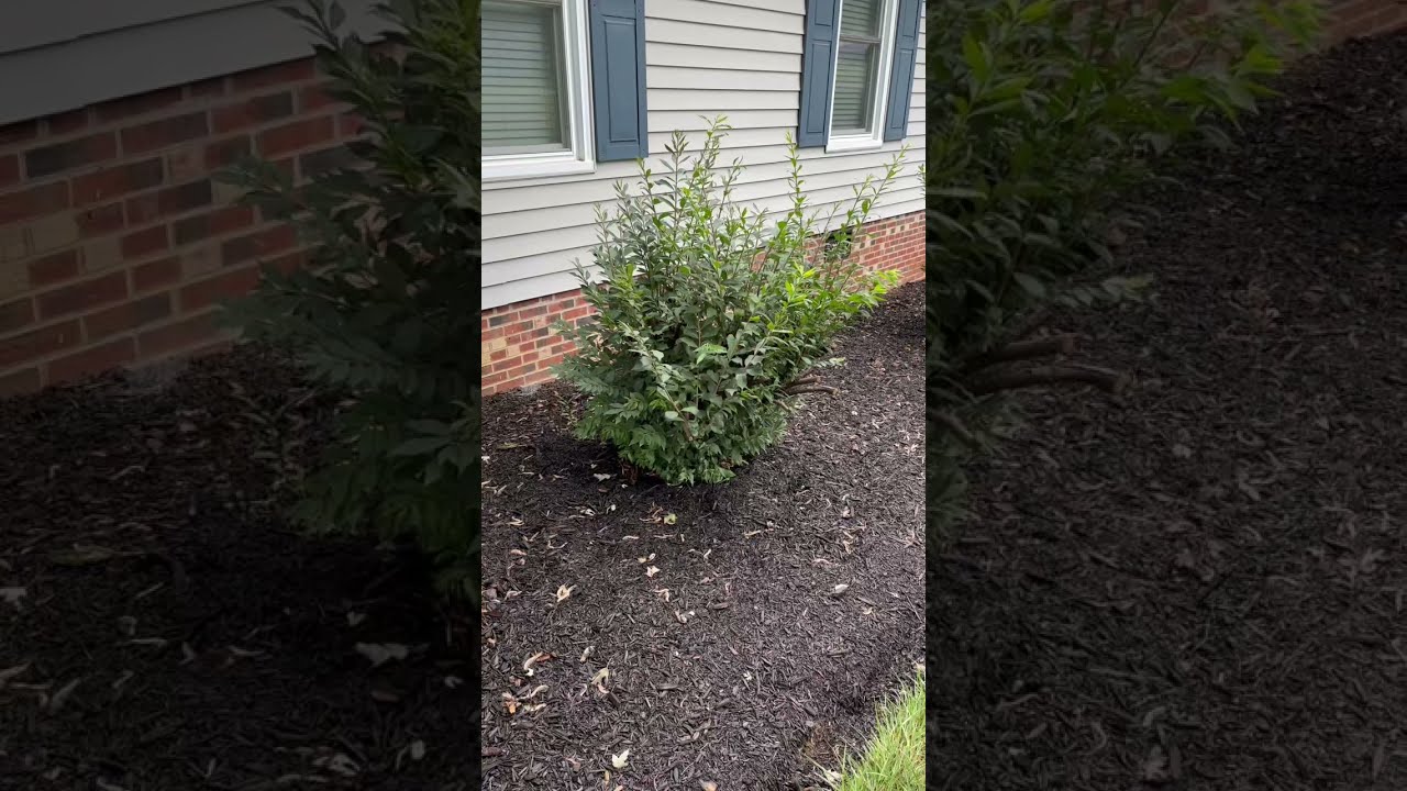 Burning Bush Hard Pruning - 6 month FOLLOW UP!! - YouTube