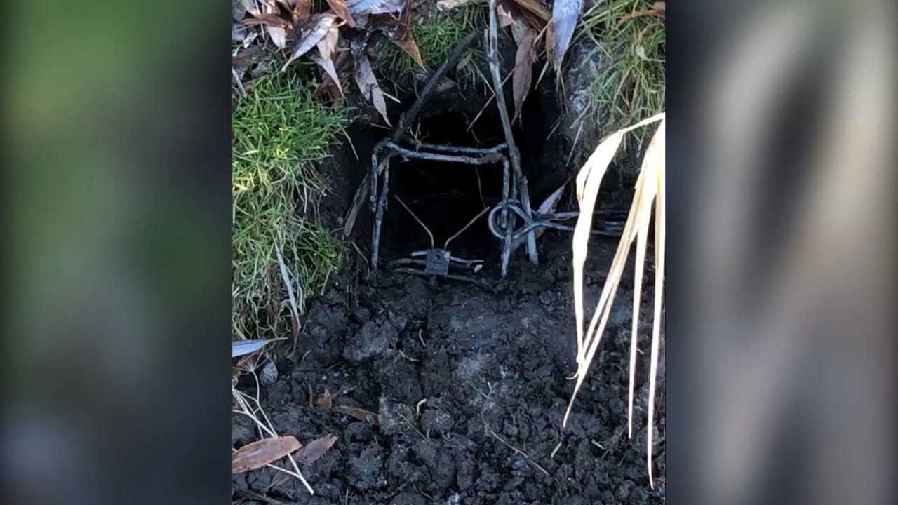 Mink trapping (pocket set) - YouTube