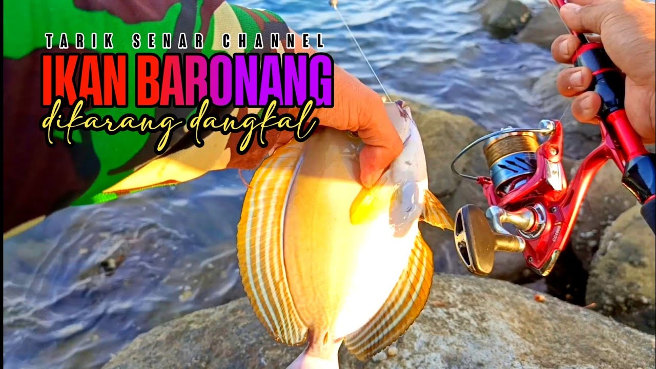 mancing ikan katamba dapatnya ikan baronang besar, rejeki ngak kemana ...