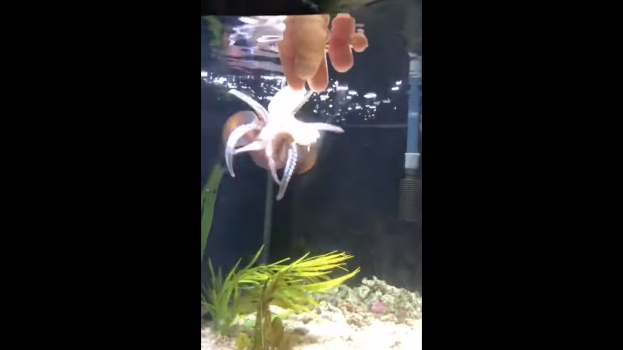 Squid in a Fish Tank Given a Snack by Owner - YouTube
