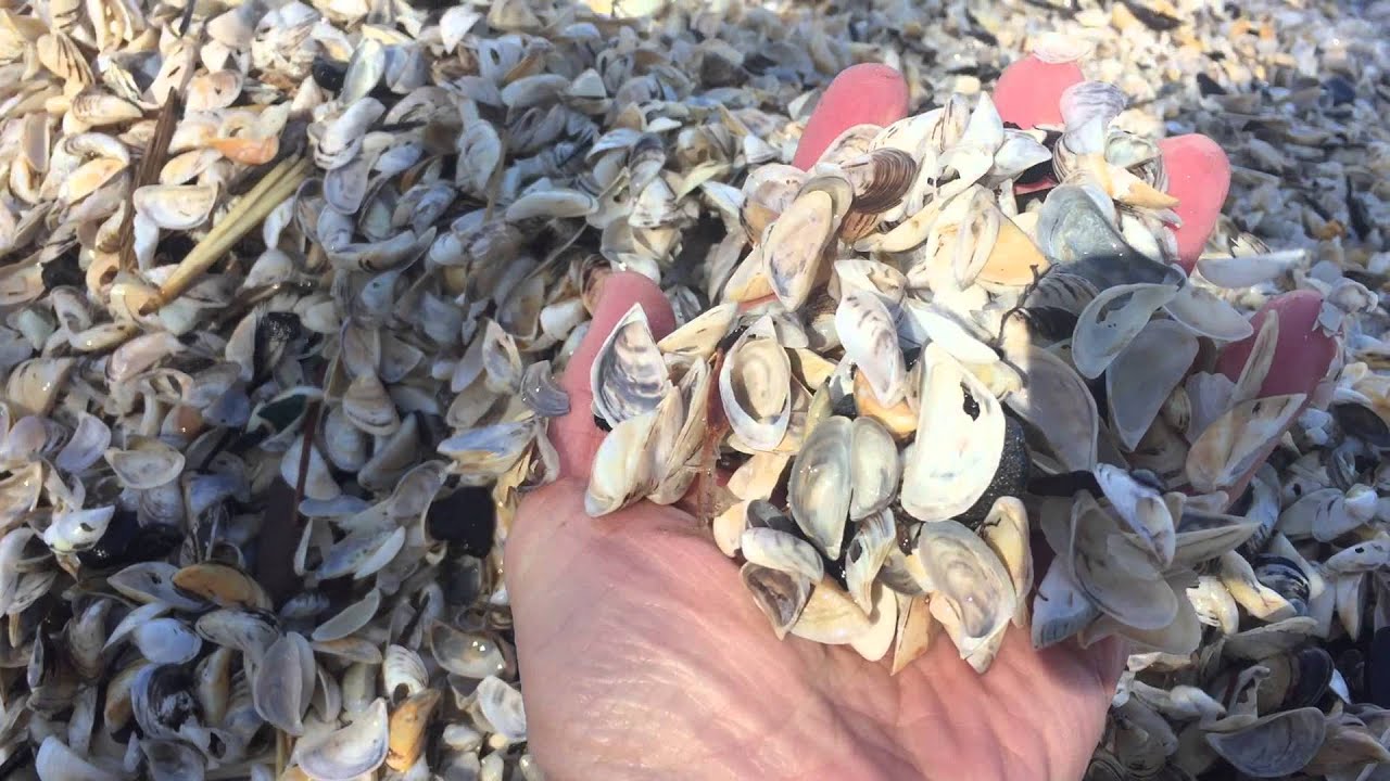 Mussel shells along Lake Michigan - YouTube