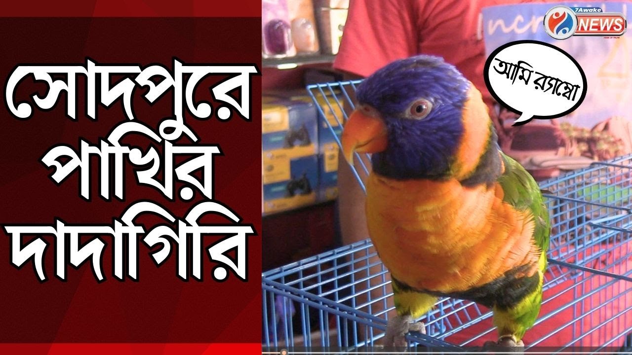 Sodepur News : সোদপুরে পাখির দাদাগিরি | Lorikeet bird | African Grey ...