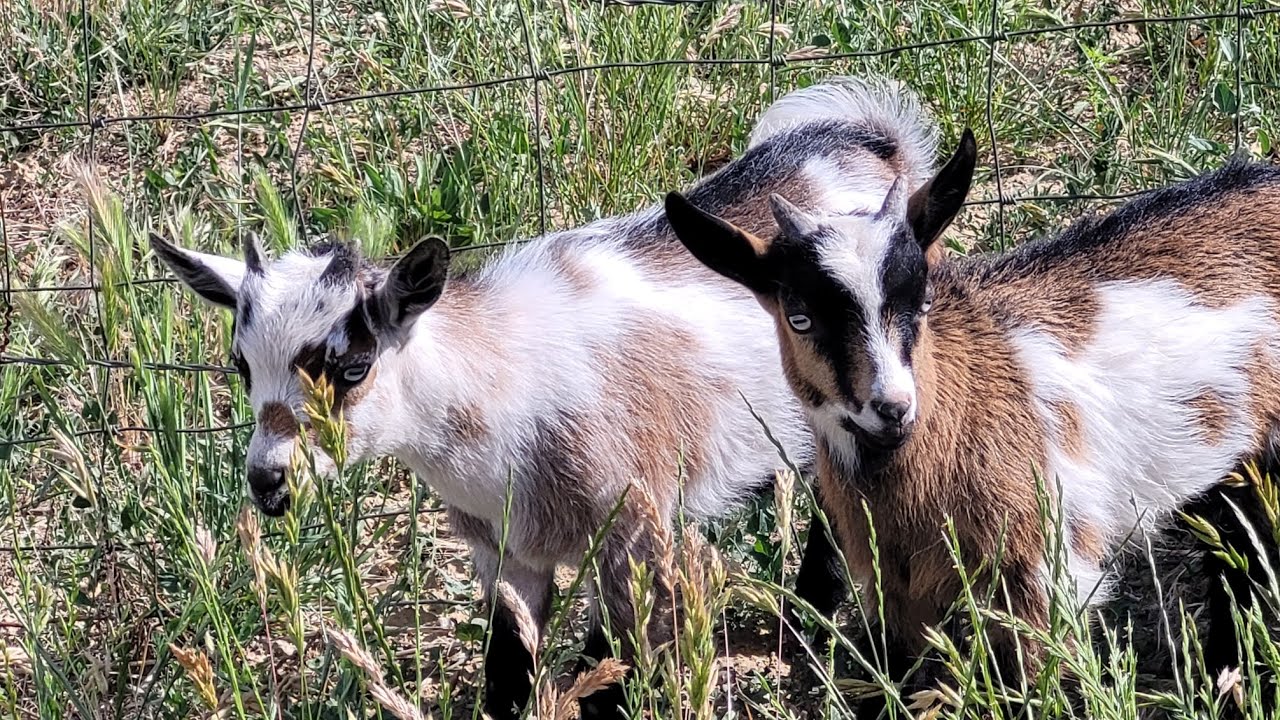 We got goats! #goats #goatbabies - YouTube