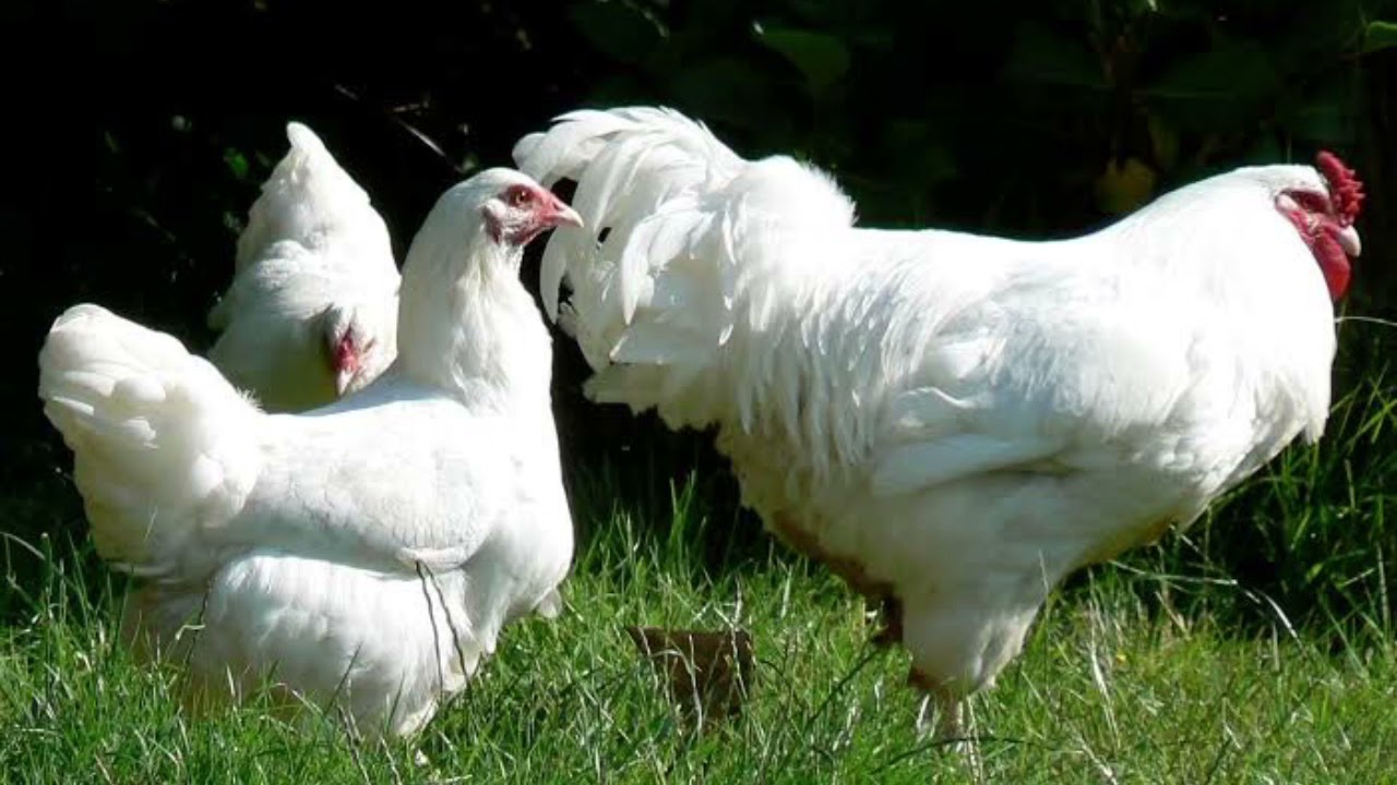 Ixworth Chicken - Everything You Need To Know - YouTube
