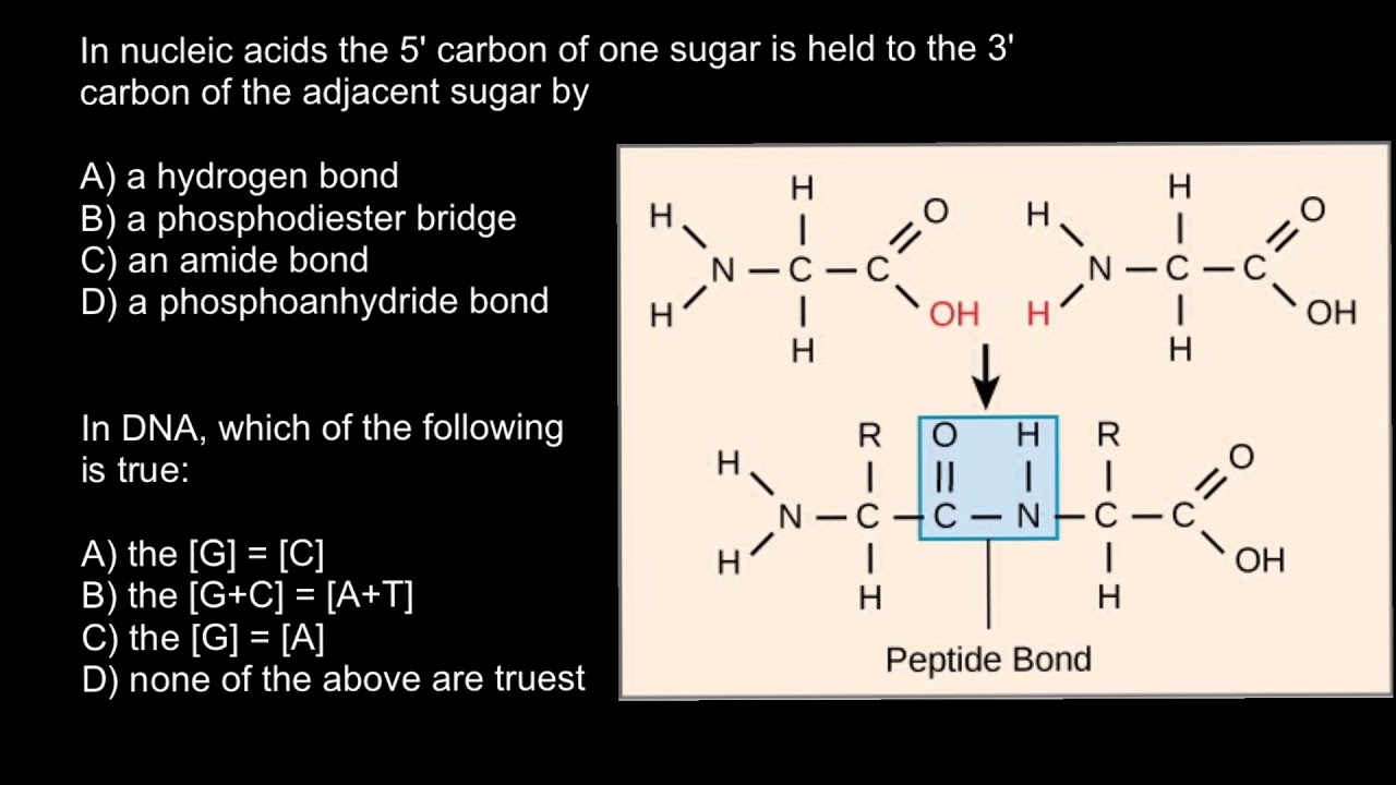 Hydrogen bond, phosphodiester bridge, amide bond, phosphoanhydride ...
