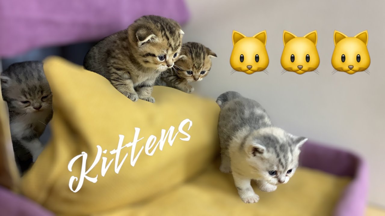 Feline Wonders: Captivating Kittens in Pictures - YouTube