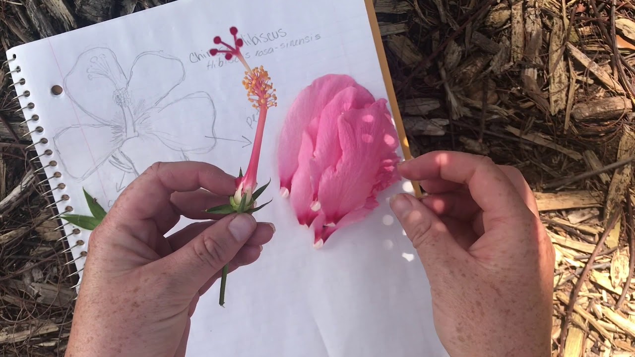 Flower Dissection with Shannon - YouTube