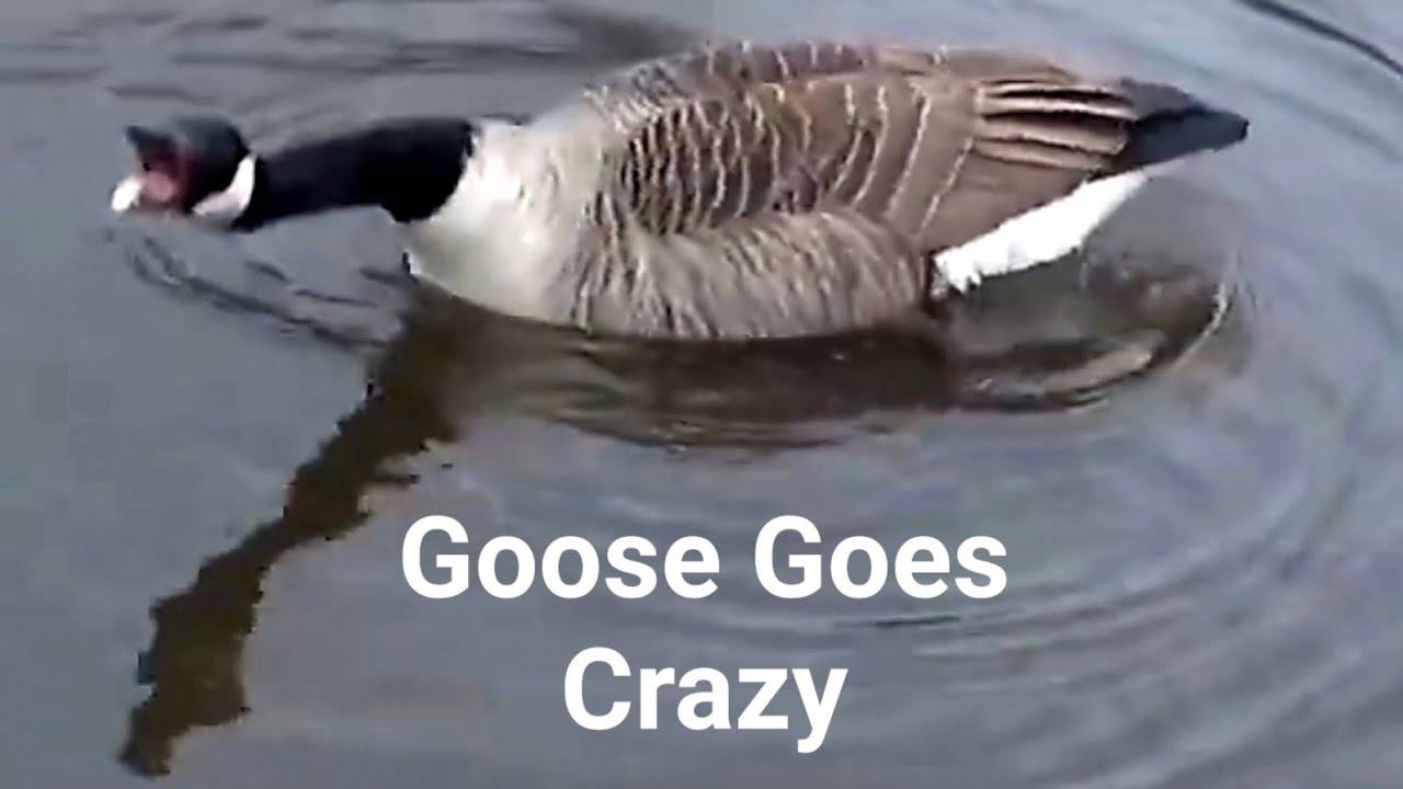 Goose Is Crazy - YouTube