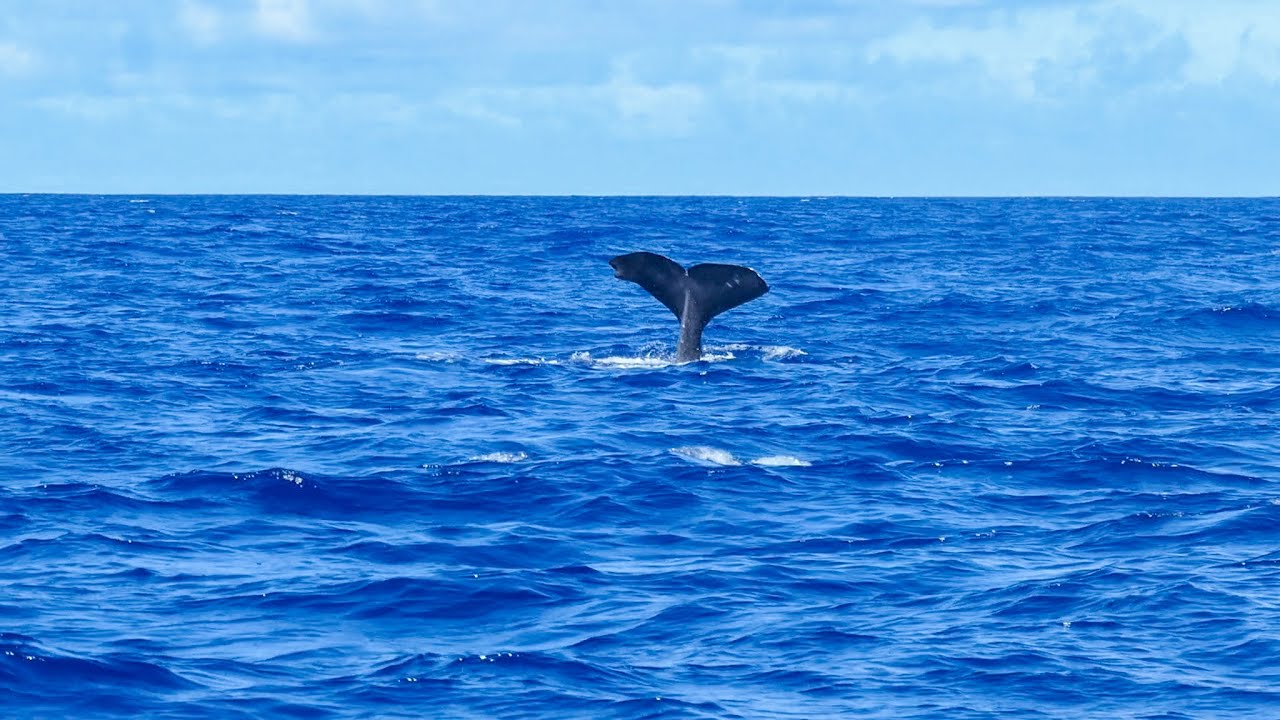 Whale watching | Azores | Portugal | Drone video | DJI Mini 2 - YouTube