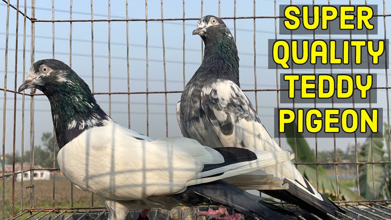 Teddy Pair No.04 | Super Quality Pakistani Teddy Pigeon Breed - YouTube