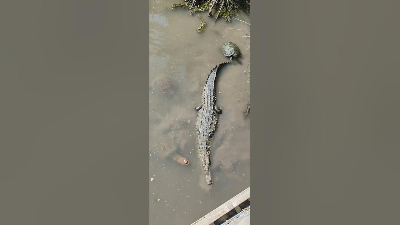 An American crocodile, soft-shell turtles and a snapping turtle at ...