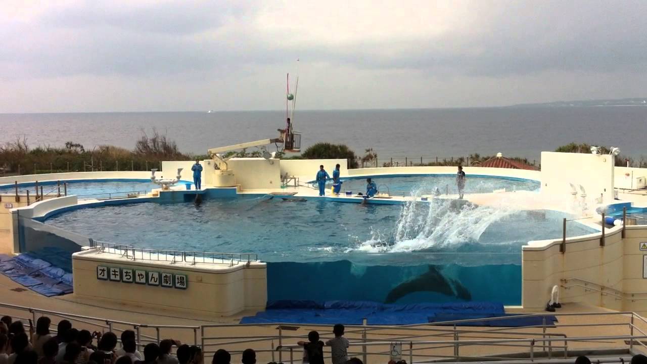 Okinawa Aquarium Dolphin Show #2 2012 - YouTube
