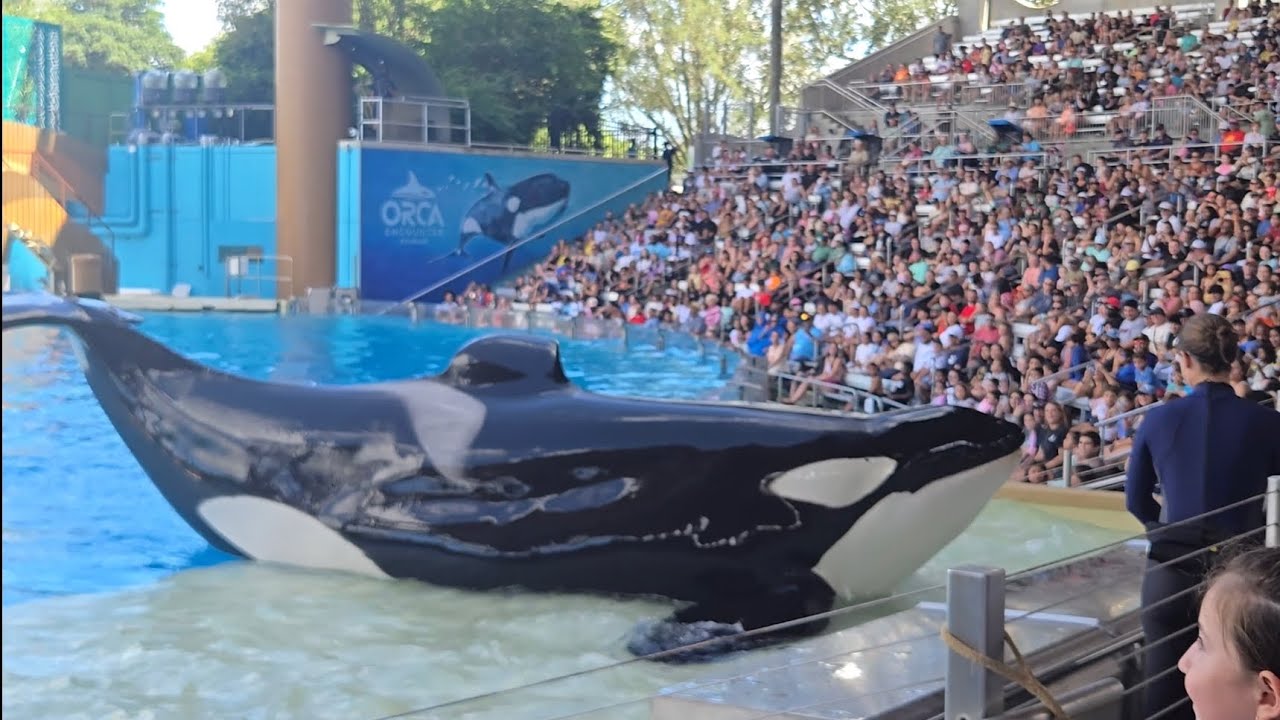Orca Encounter Show 2025 at SeaWorld Orlando Florida - YouTube