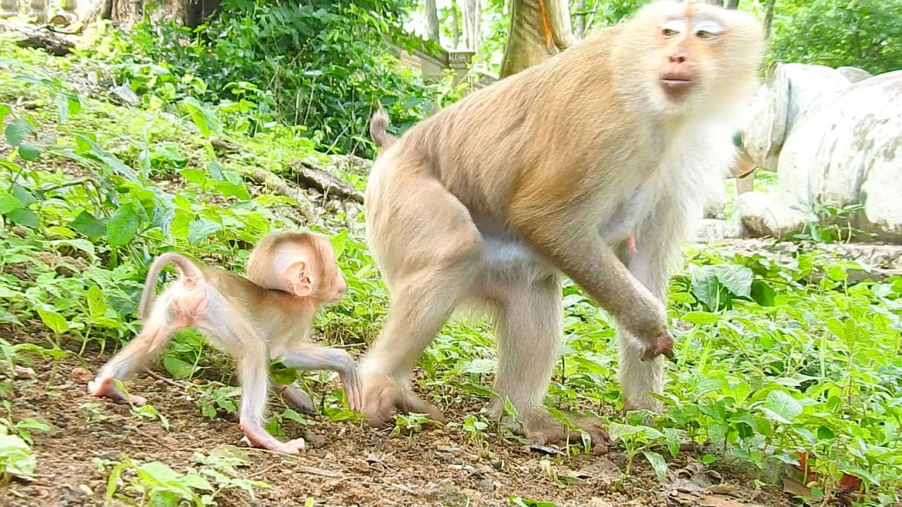 ROMAN baby monkey confuses ROZY as ROZA is mother - YouTube