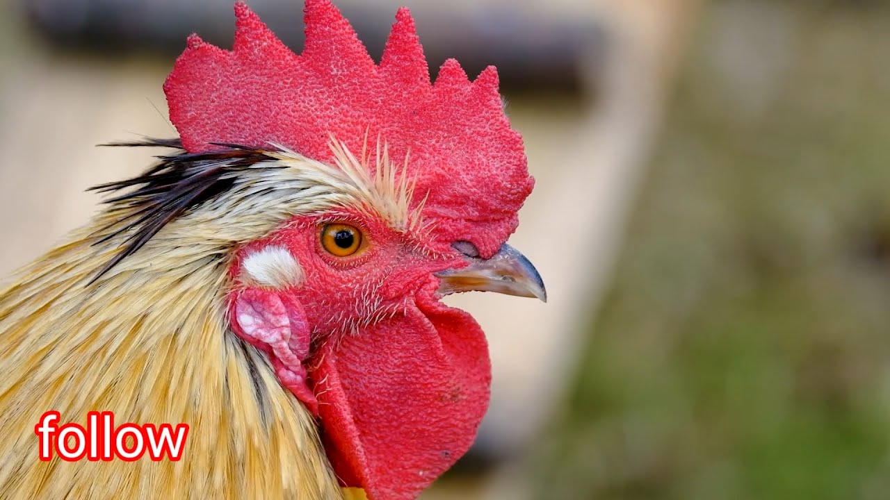 Rooster Crowing Compilation Plus - Rooster crowing sounds Effect 2024 ...