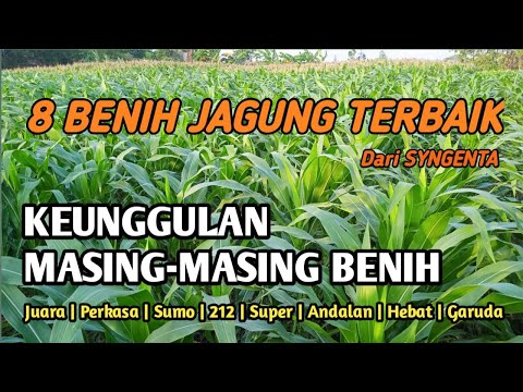 8 BENIH JAGUNG SYNGENTA DAN MASING2 KEUNGGULANNYA