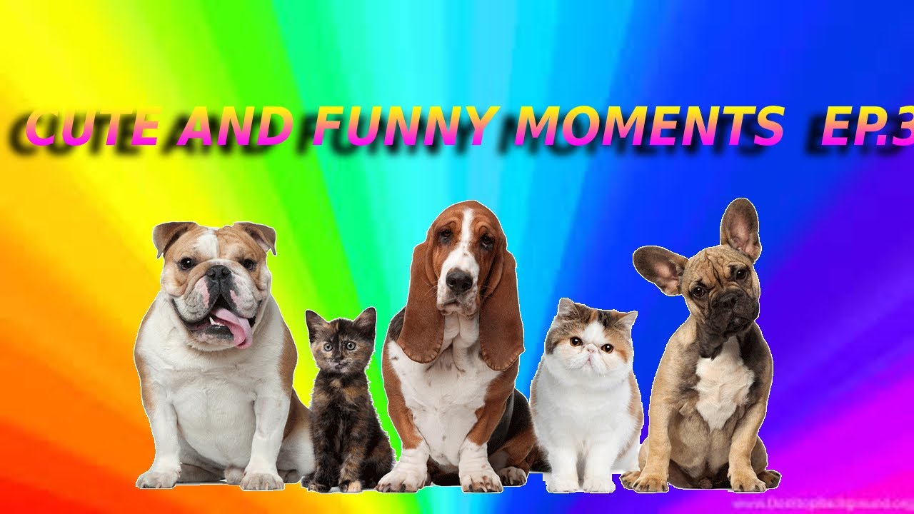 Cute Funny Animal Moments! November 2020 Best Animal Moments ...