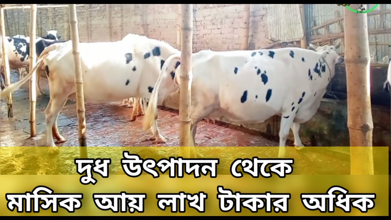 Dairy Farming | Milk Production | Cow Farm Vlog | মোদের খামার বাড়ি ...