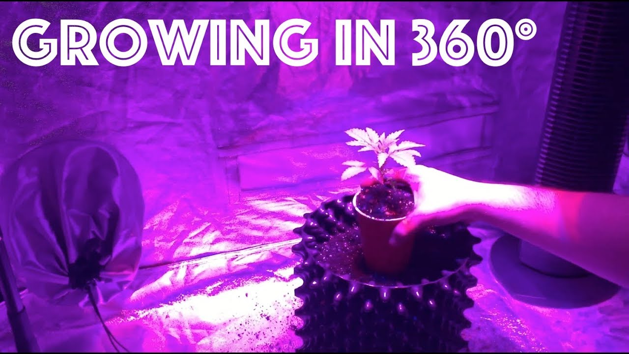 Growing Cannabis in 360° | Sunday Vibes, LST Autoflower Update ...