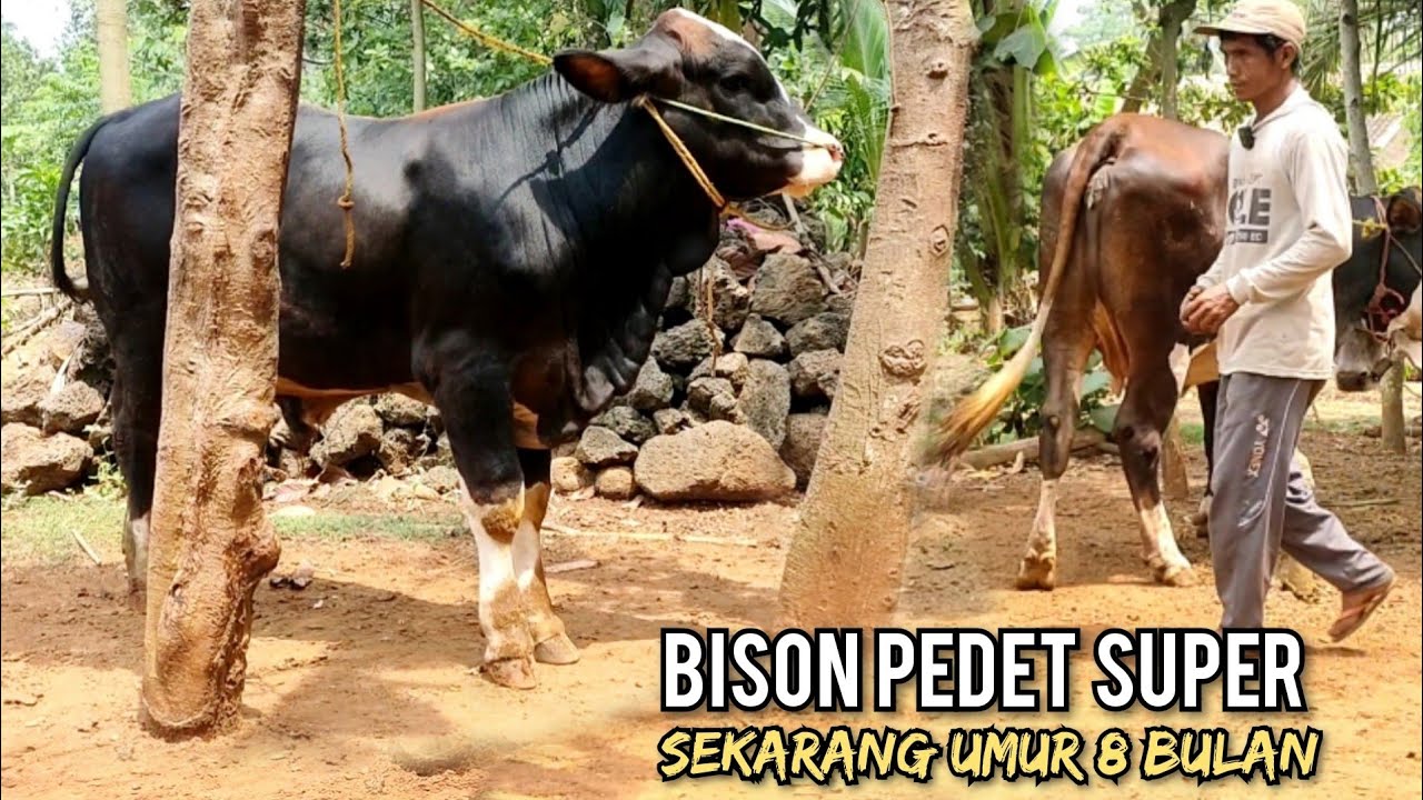 Pedet super si bison sekarang umur 8 bulan - YouTube