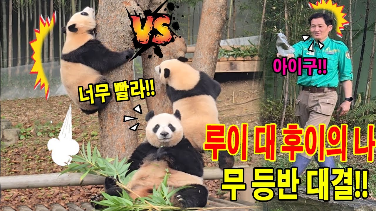 루이바오와 후이바오의 나무 타기 대결이 너무 긴장감 넘쳤다..😲😲😲 루이바오와 후이바오를 위한 관객들의 함성이 너무 커서 갑자기 ...