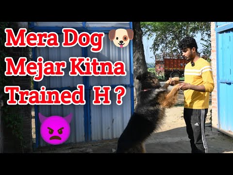 Mera Dog Mejar Kitna Trained H | German Shepherd Full Training Video ...
