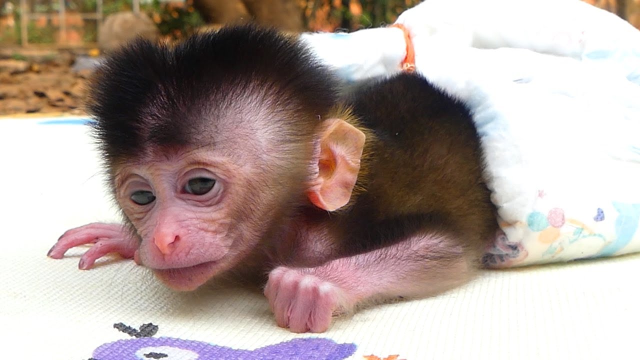 Kila baby will get enough milk | How To Make Pet Baby Have A Good ...