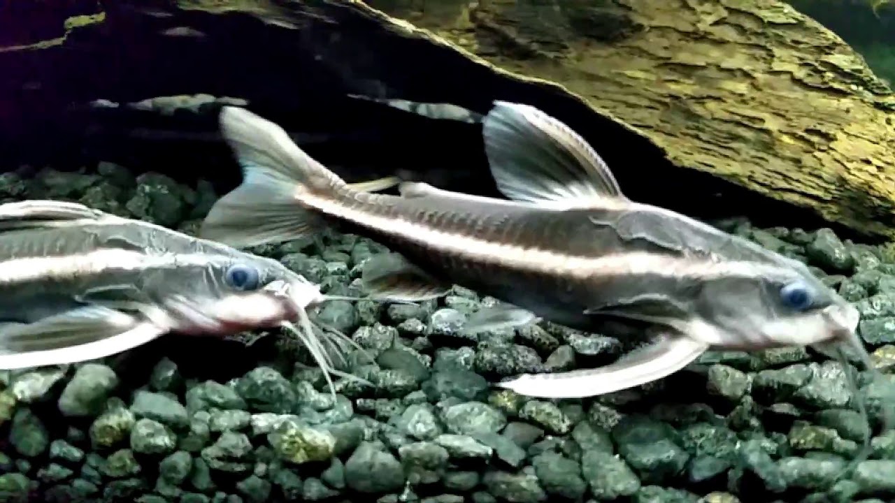 SPECIES HIGHLIGHT: CATFISH -STRIPED RAPHAEL CAT FISH - YouTube