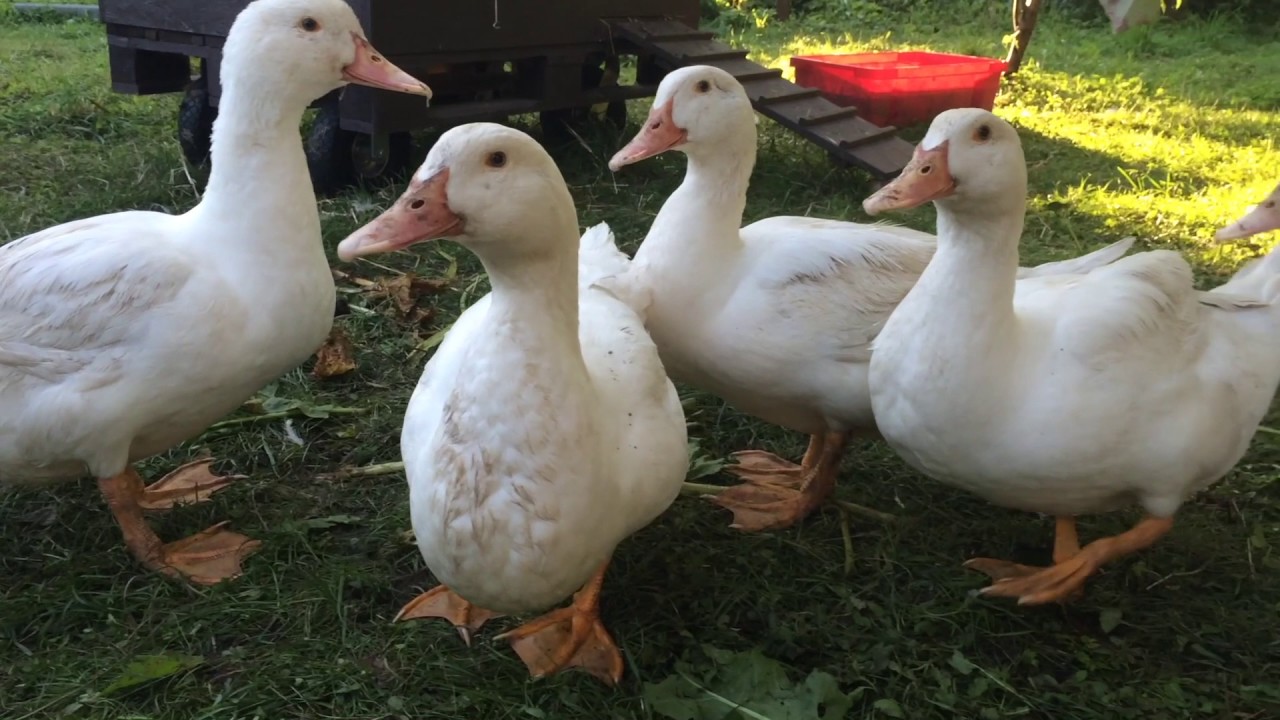 Mularden Enten - YouTube