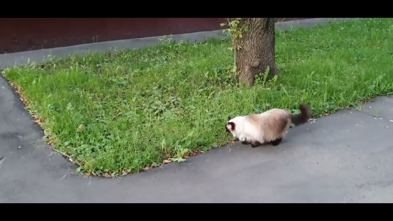 Кошка Моника| Хозяйка улицы вышла 🐾| Невская Маскарадная| Monica Cat ...