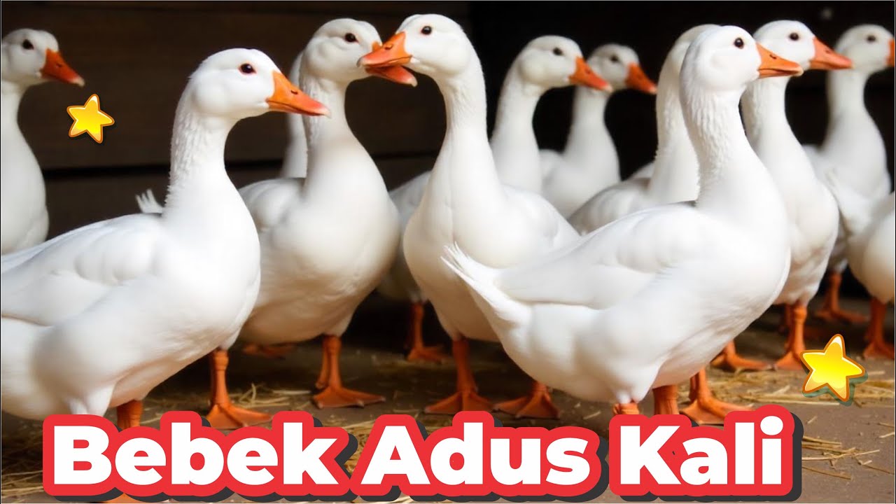 BEBEK ADUS KALI AYAH , BEBEK BERENANG APA , DUCKS SWIMMING IN TUB ...