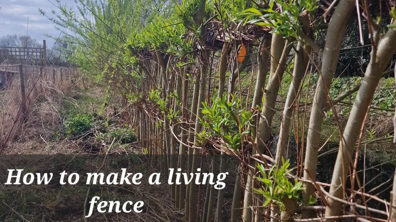 Building a strong LIVING FENCE from trees! - YouTube