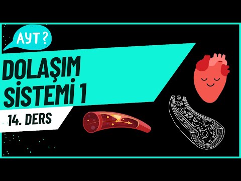 Dolaşım Sistemi 1 #aytbiyoloji 14.Ders