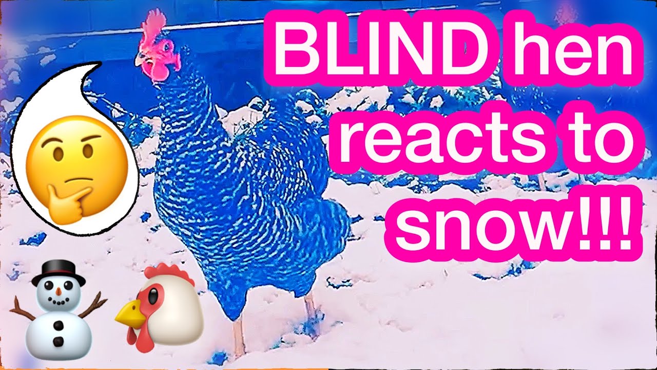 BLIND Hen Reacts To Snow⛄️ - YouTube