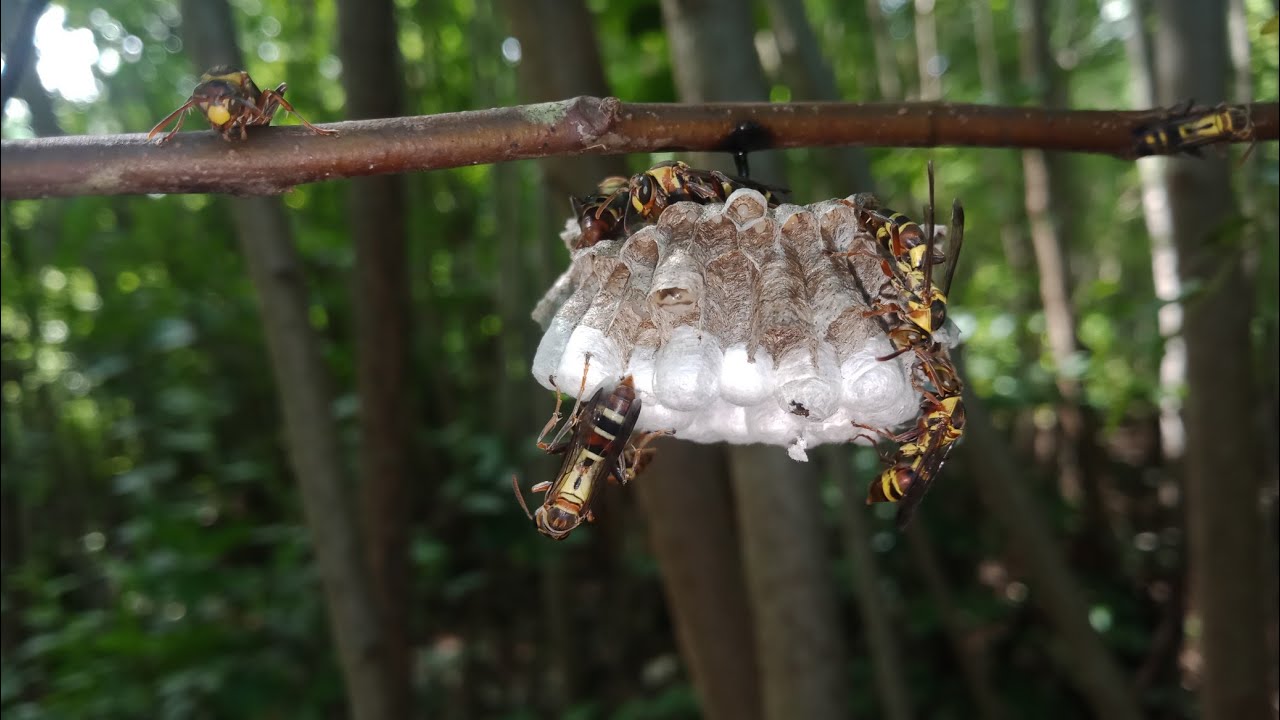 SIRAIN ANG BAHAY NG PUTAKTI o LAPINIG - YouTube