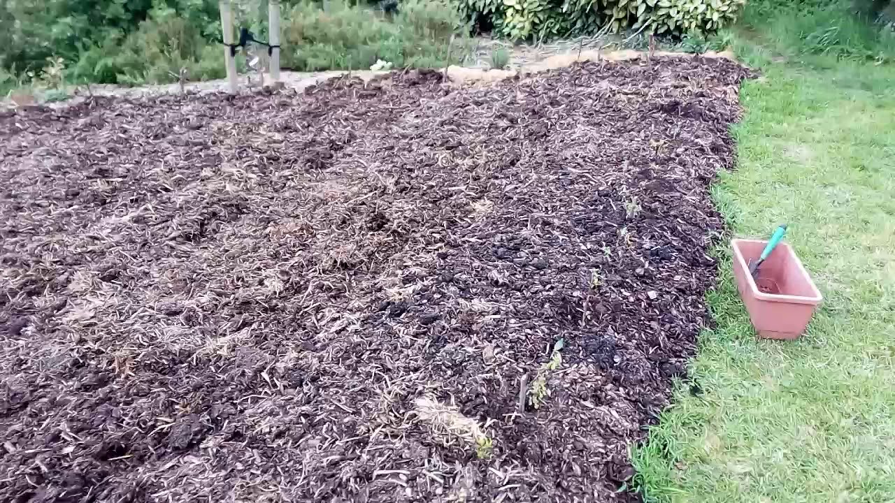 No dig vegetable plot step 4 - more planting - YouTube